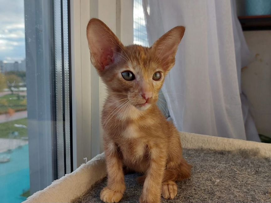 Ориентальные котята