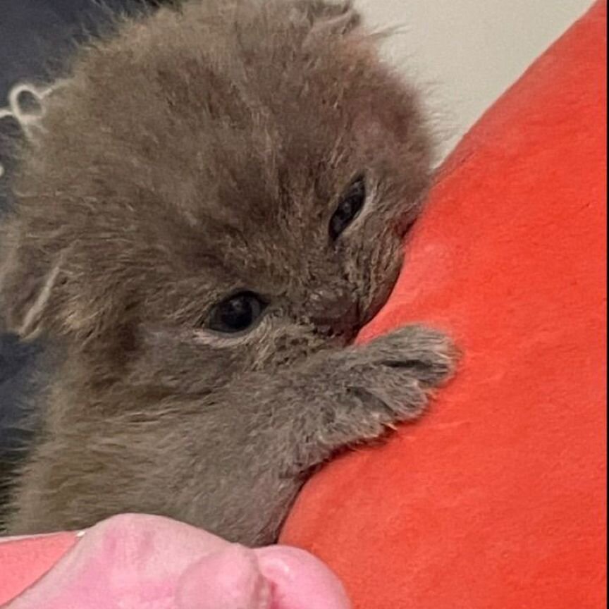 Шотландский вислоухий котенок