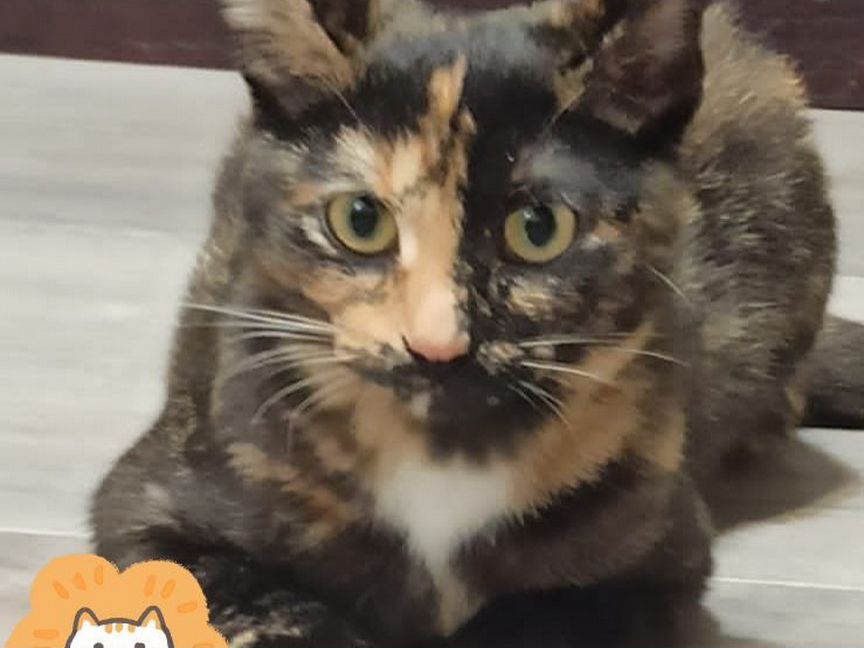 Девочка 4,5 мес, в самые заботливые руки