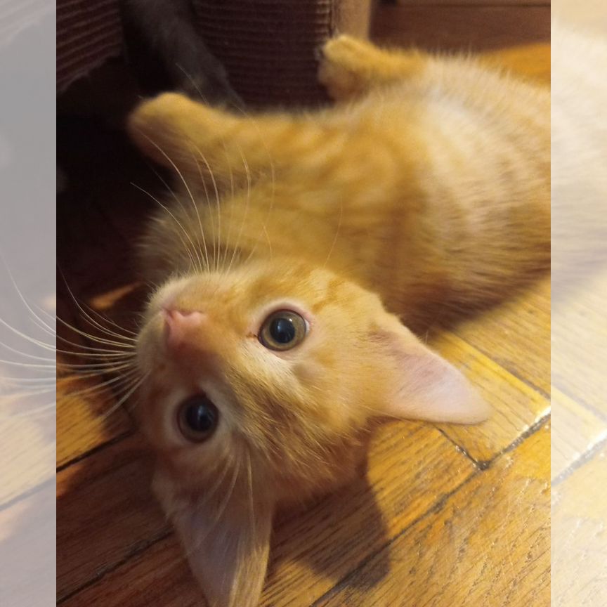 Рыжий котенок мальчик