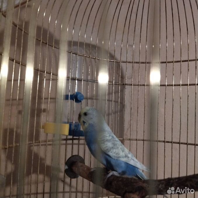 Найден волнистый попугай