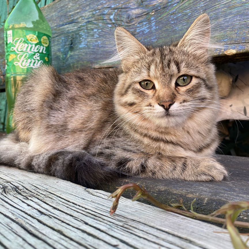 Котенок в добрые руки