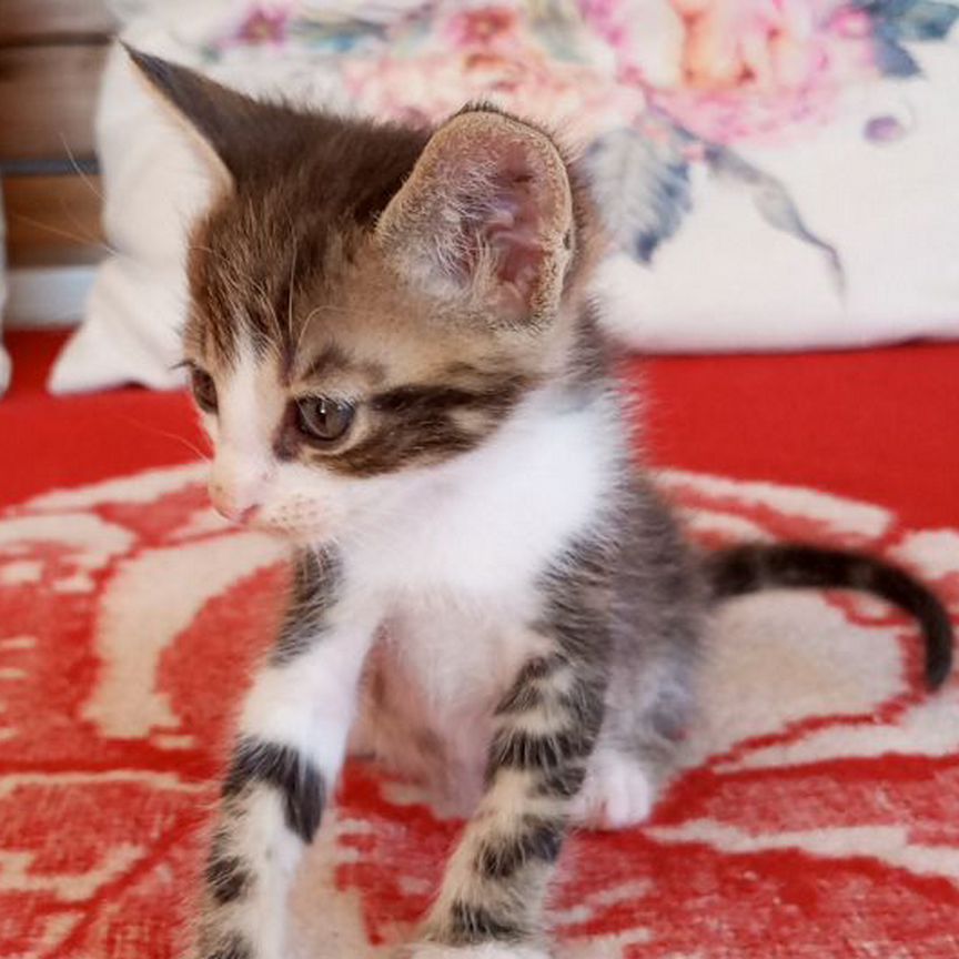 Котята мышеловы