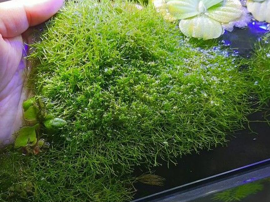 Риччия и Сальвиния