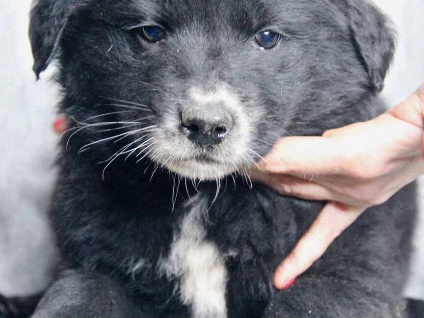 Щенки бесплатно