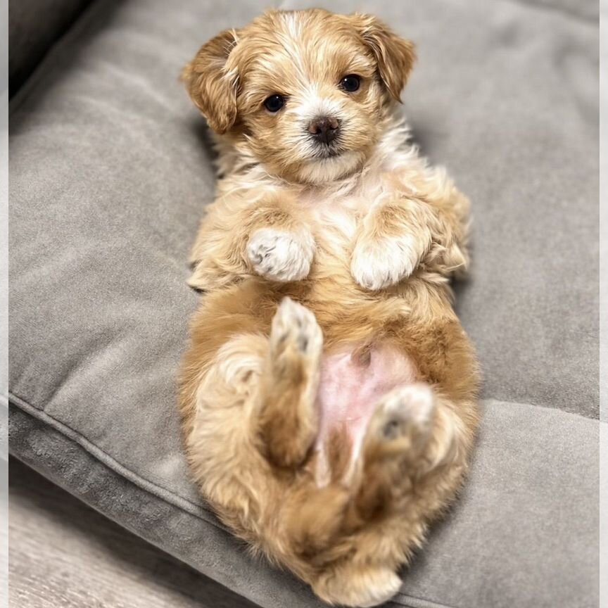 Мальтипу, щенок