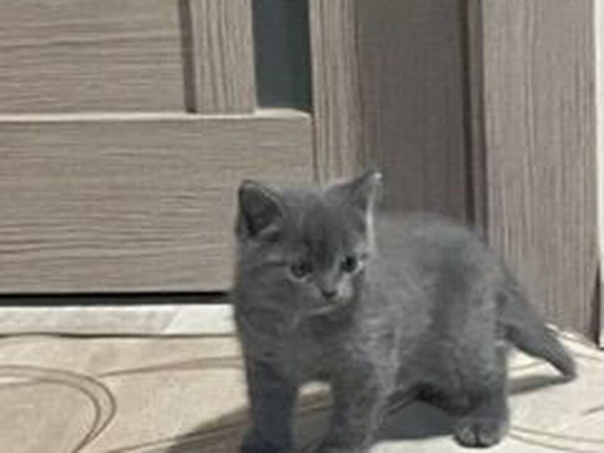 Отдадим котенка бесплатно