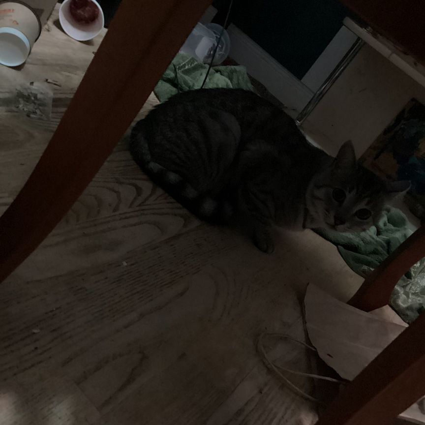 Агрессивный котик в добрые руки