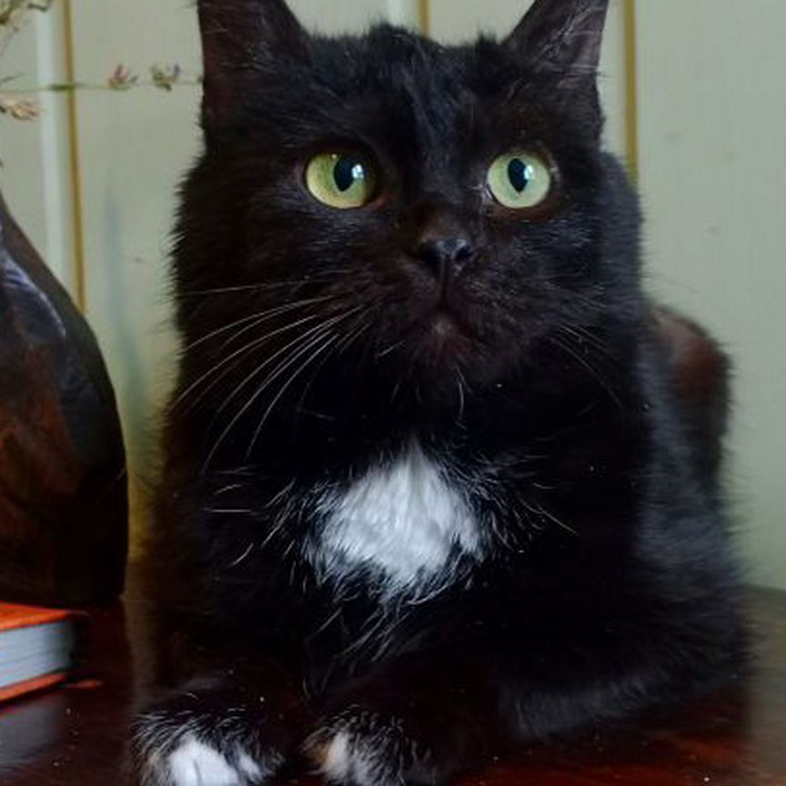 Взрослая, кошка в добрые руки