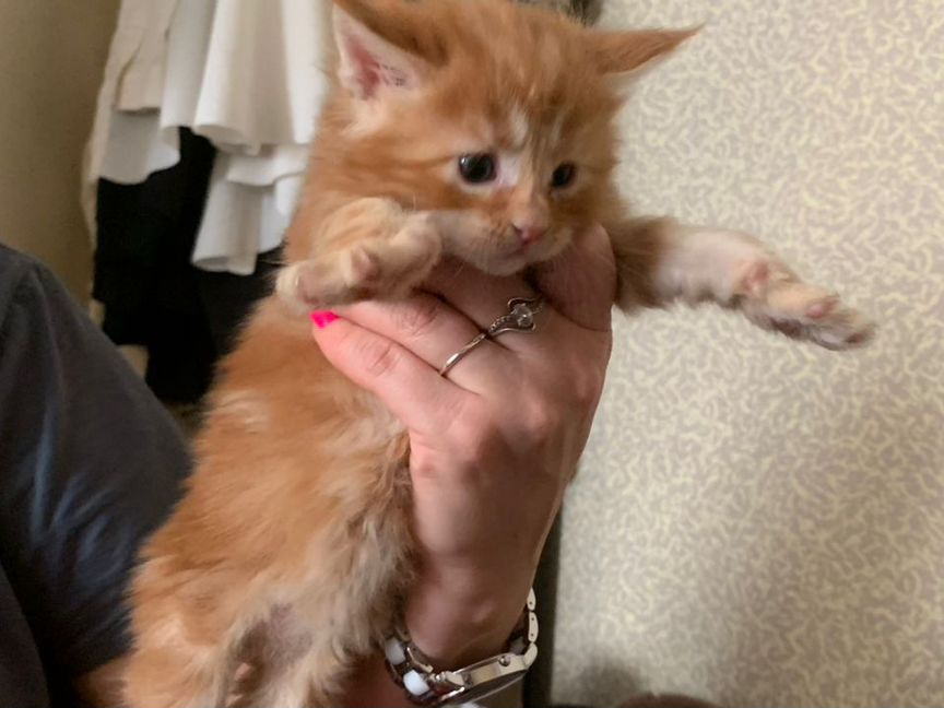 Котята мейн-кун