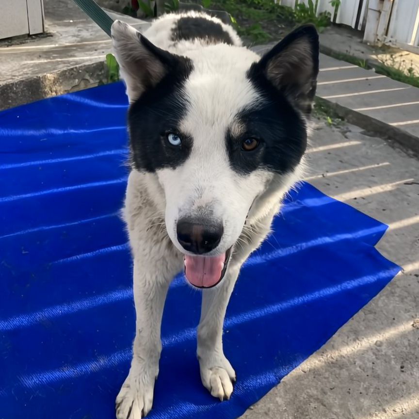 Сибирский хаски, взрослая собака