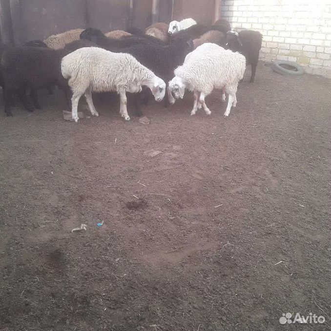 Бараны и козочки