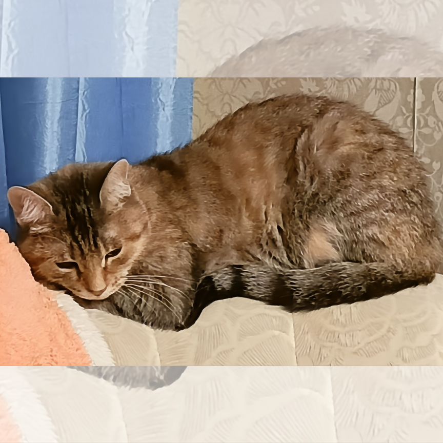 Взрослая, кошка в добрые руки