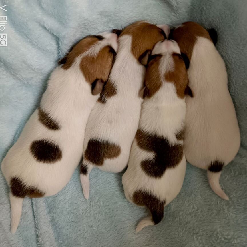 Джек-рассел-терьер, щенок