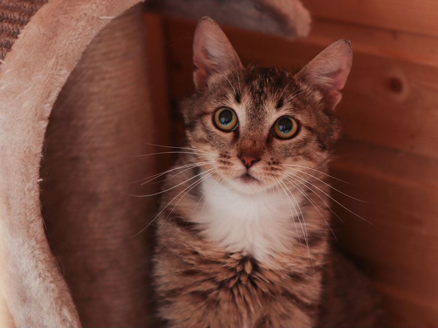 Котик Кеша, 5 мес