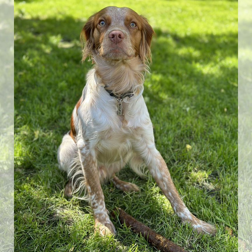 Вязка эпаньоль бретон