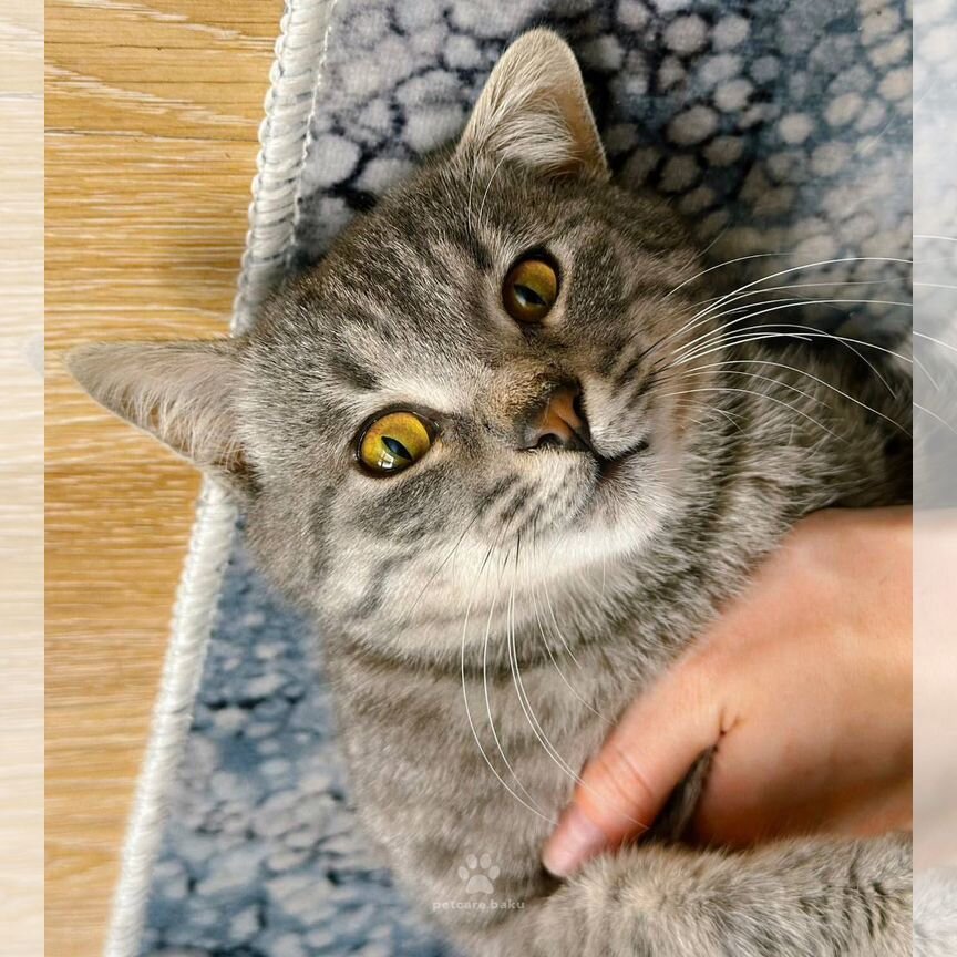 Кот