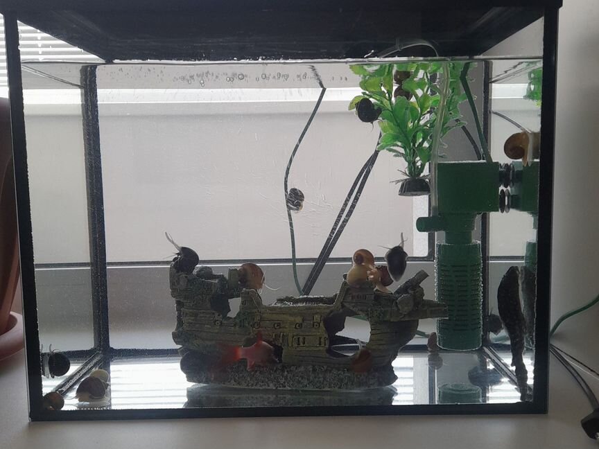 Аквариум с рыбками