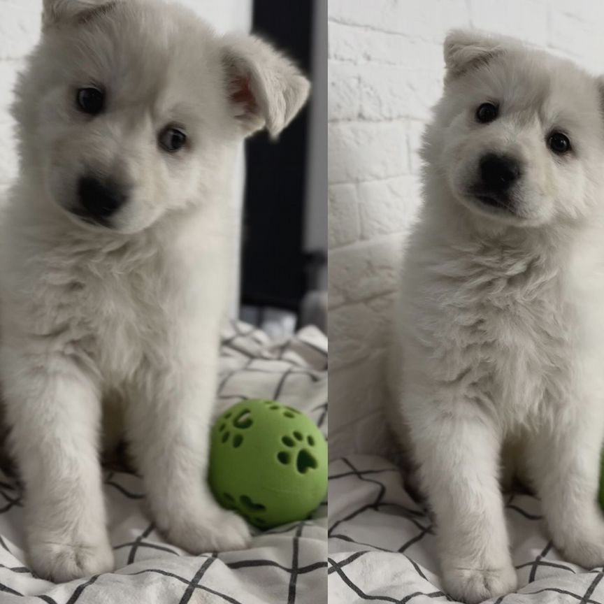 Австралийская овчарка, щенок