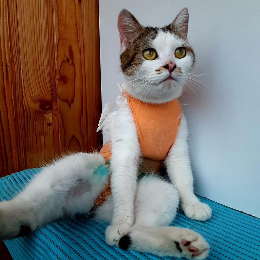 Кошечка в добрые руки