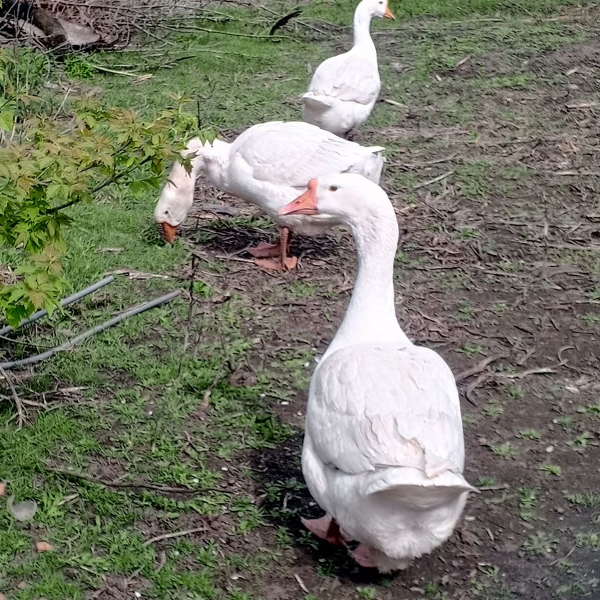 Гуси Линда на племя