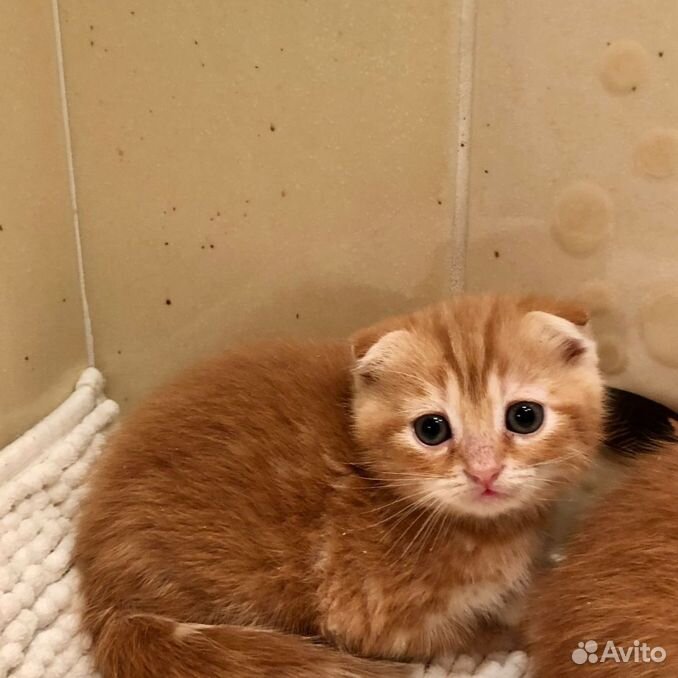 Красный мрамор вислоухий котенок