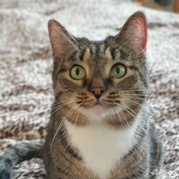 Кот Михаил (5 лет)