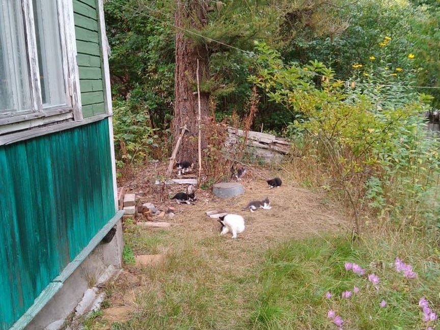 5 Котят ок. 2 месяцев