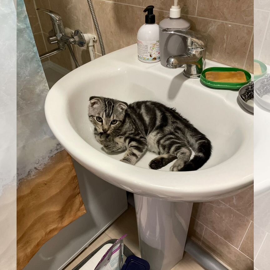Шотландский кот