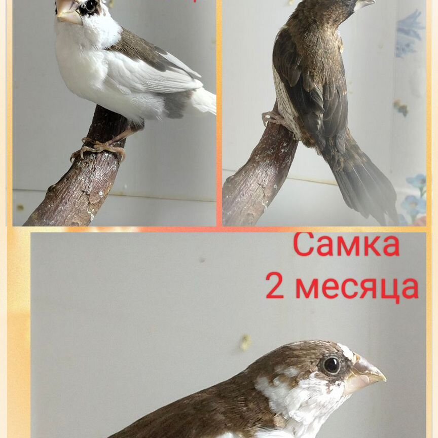 Японские амадины