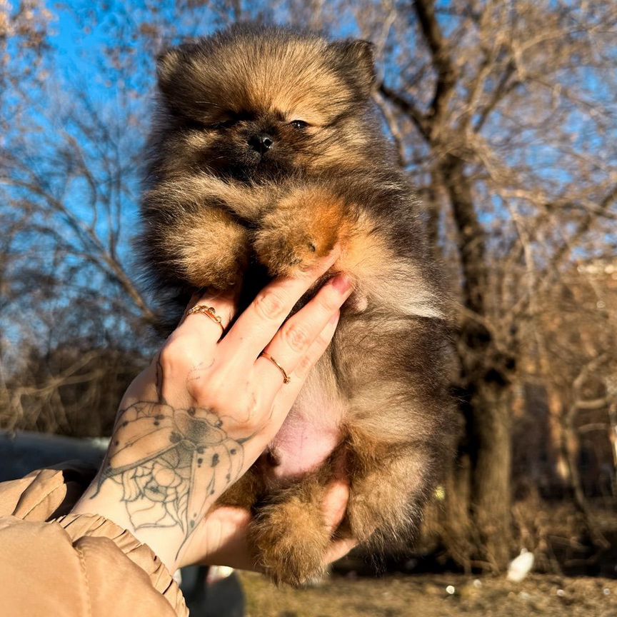 Померанский шпиц, щенок