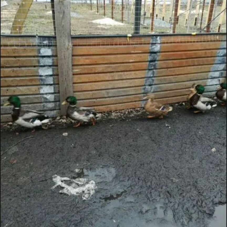 Подсадные утки