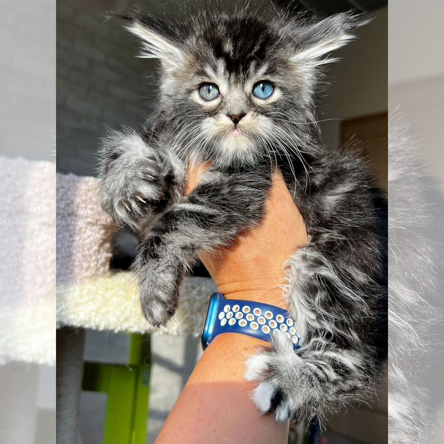 Мейн-кун эксклюзивный разноглазый парень