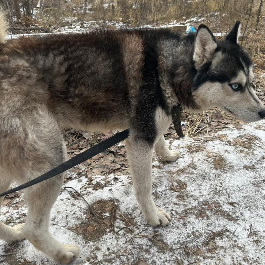 Сибирский хаски потерялся