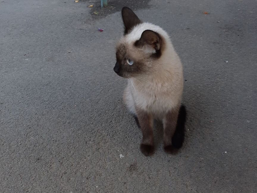 Сиамские кошки бесплатно