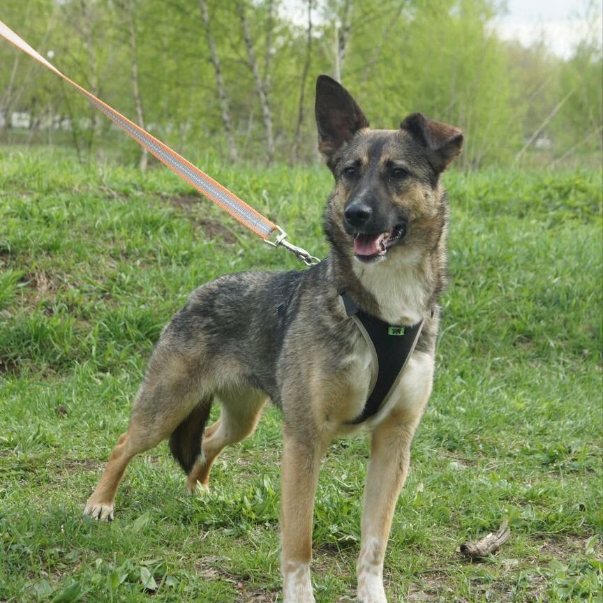 Собака в добрые руки отдам бесплатно