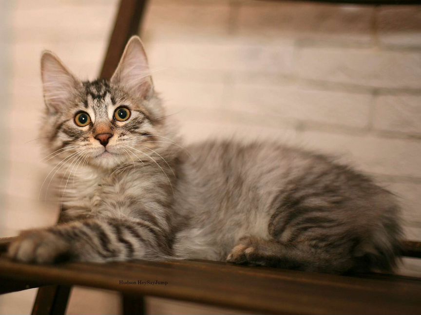 Курильский кот