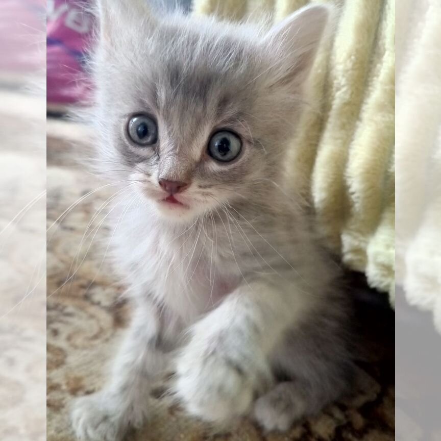 Котёнок в добрые руки