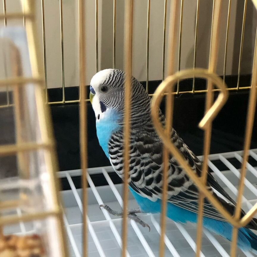 Волнистый попугай с клеткой