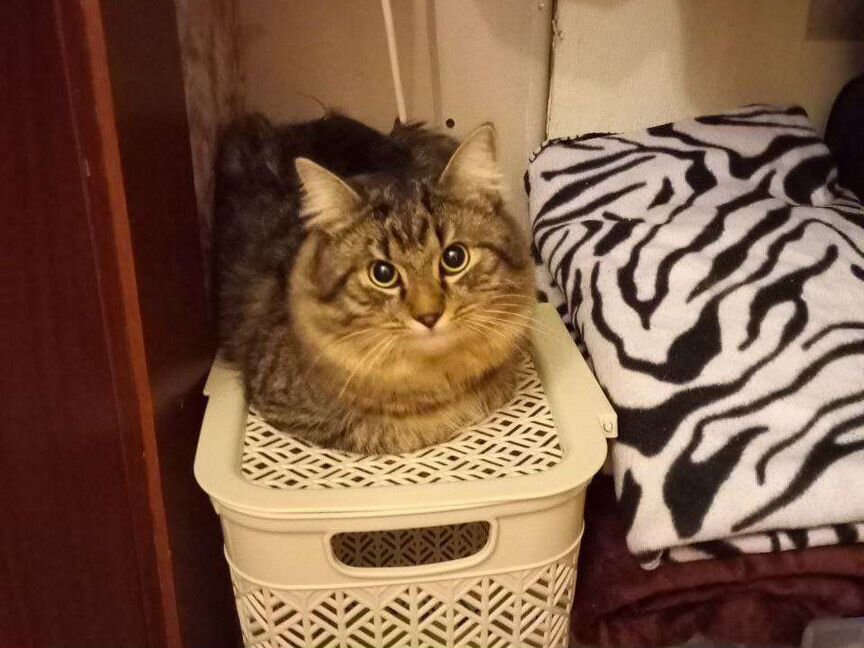 Кот сдам бесплатно с документами и домикими