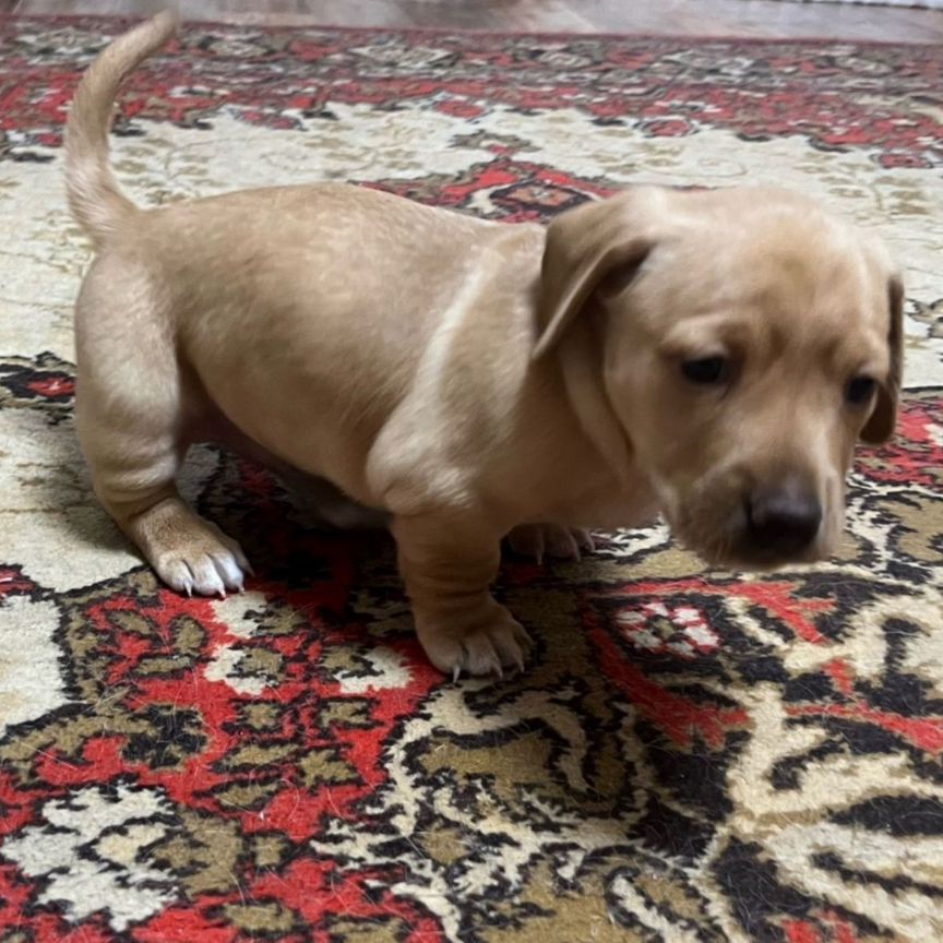 Такса, щенок