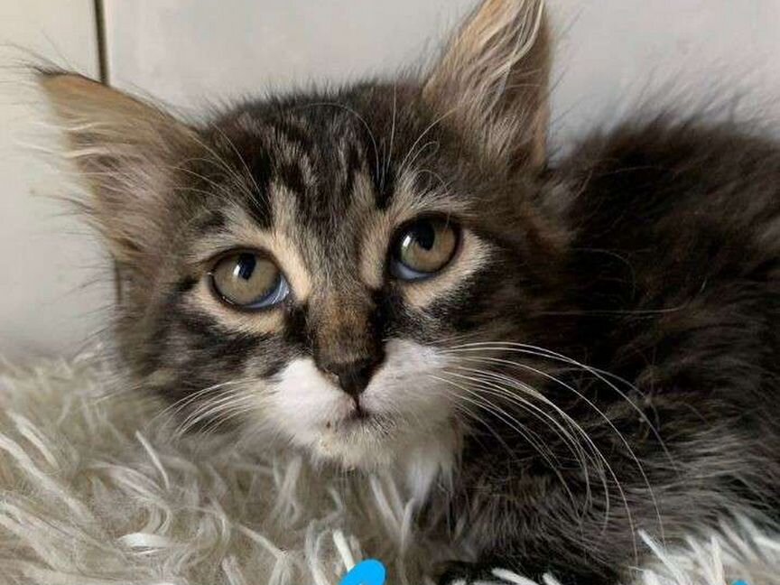 Котенок в дар бесплатно