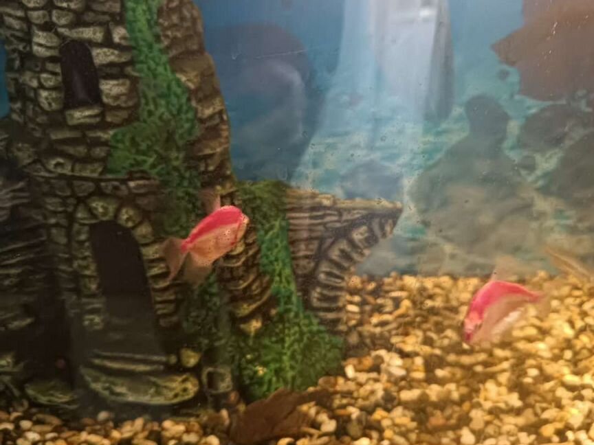 Аквариумные рыбки