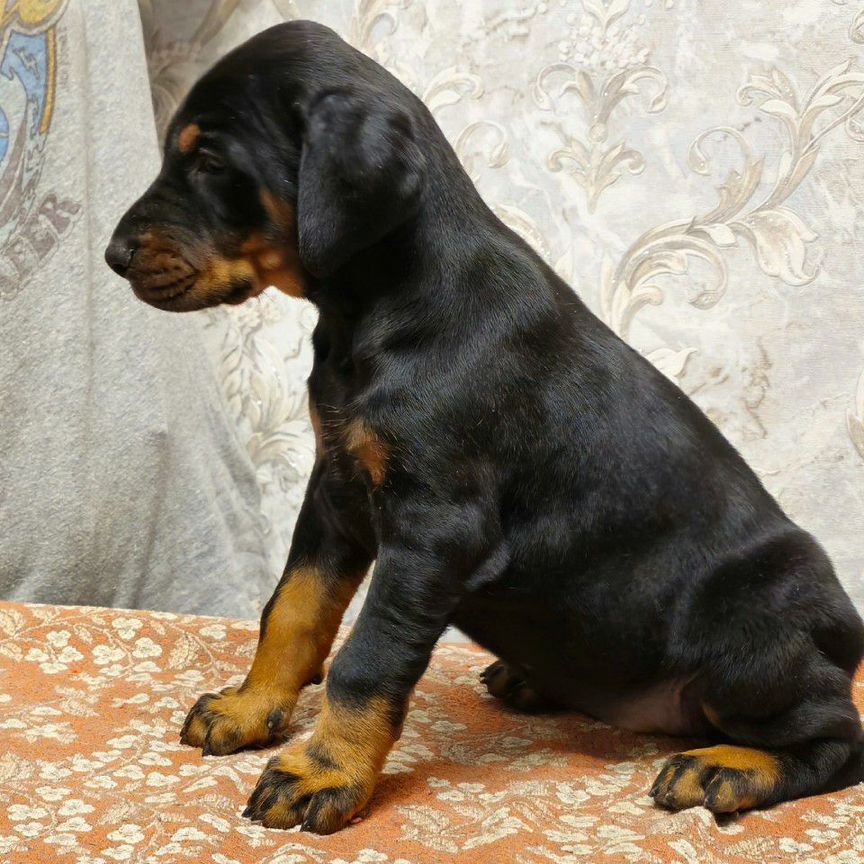 Щенки добермана