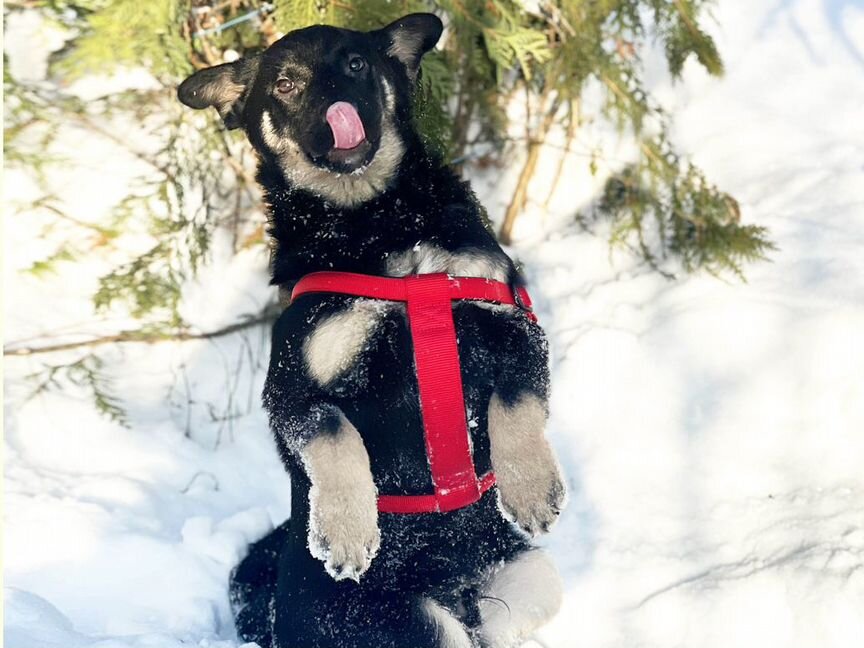 Овчароидный щенок Мишка в добрые руки