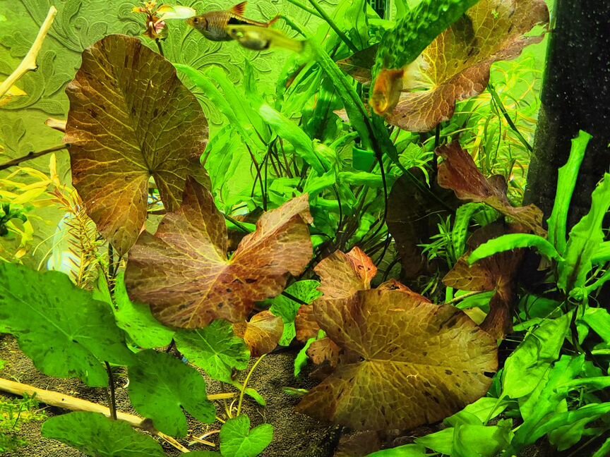 Нимфея красная