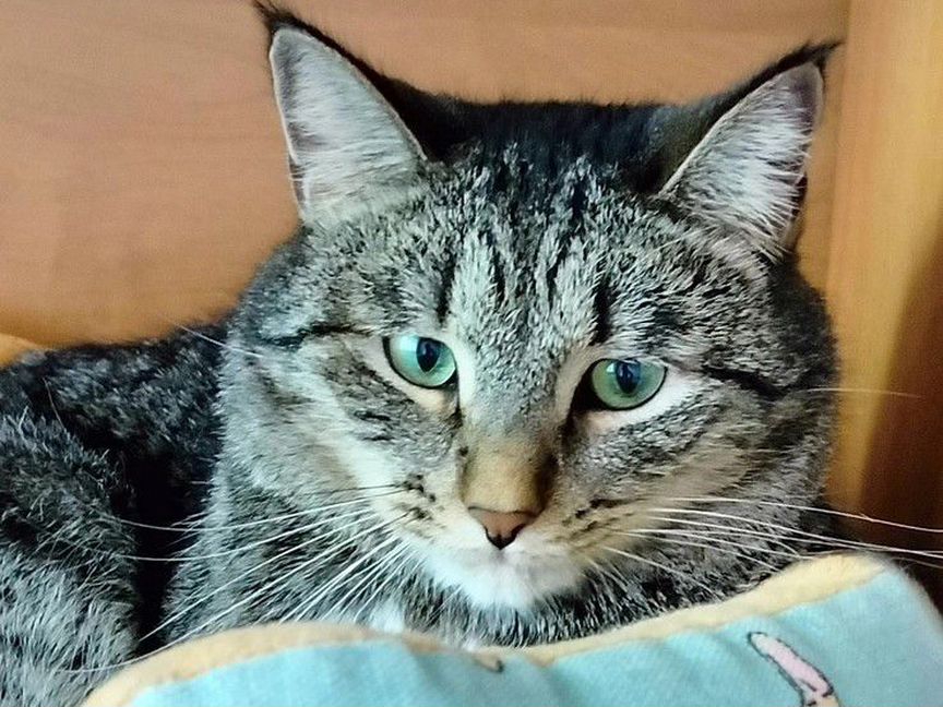 Крупный красавец Бося с кисточками на ушках