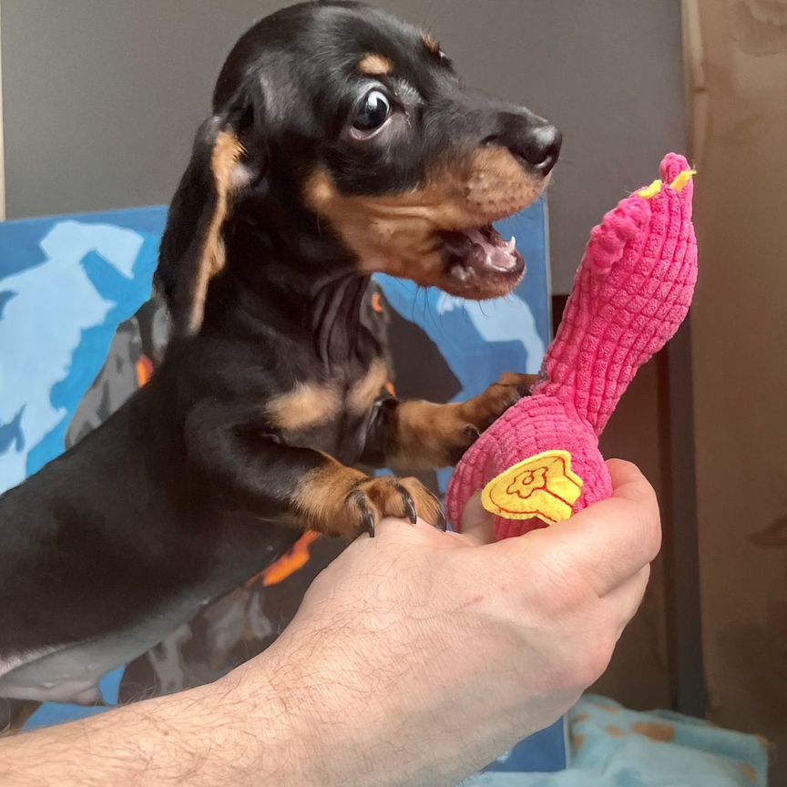 Такса, щенок