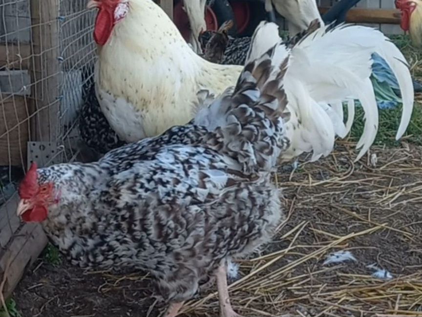 Семья Пушкинской породы, амераукана, петушки