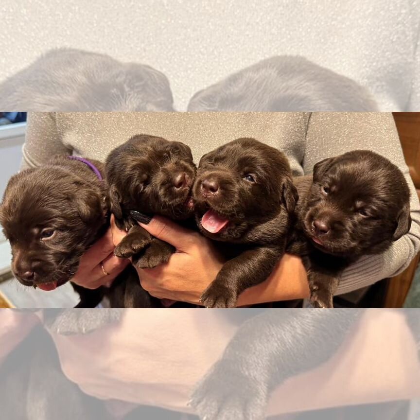 Лабрадор-ретривер, щенок